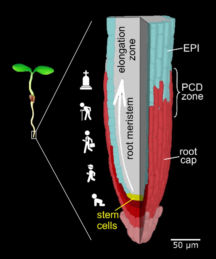 Cell Death in Root Cap Turnover | Nowack Lab